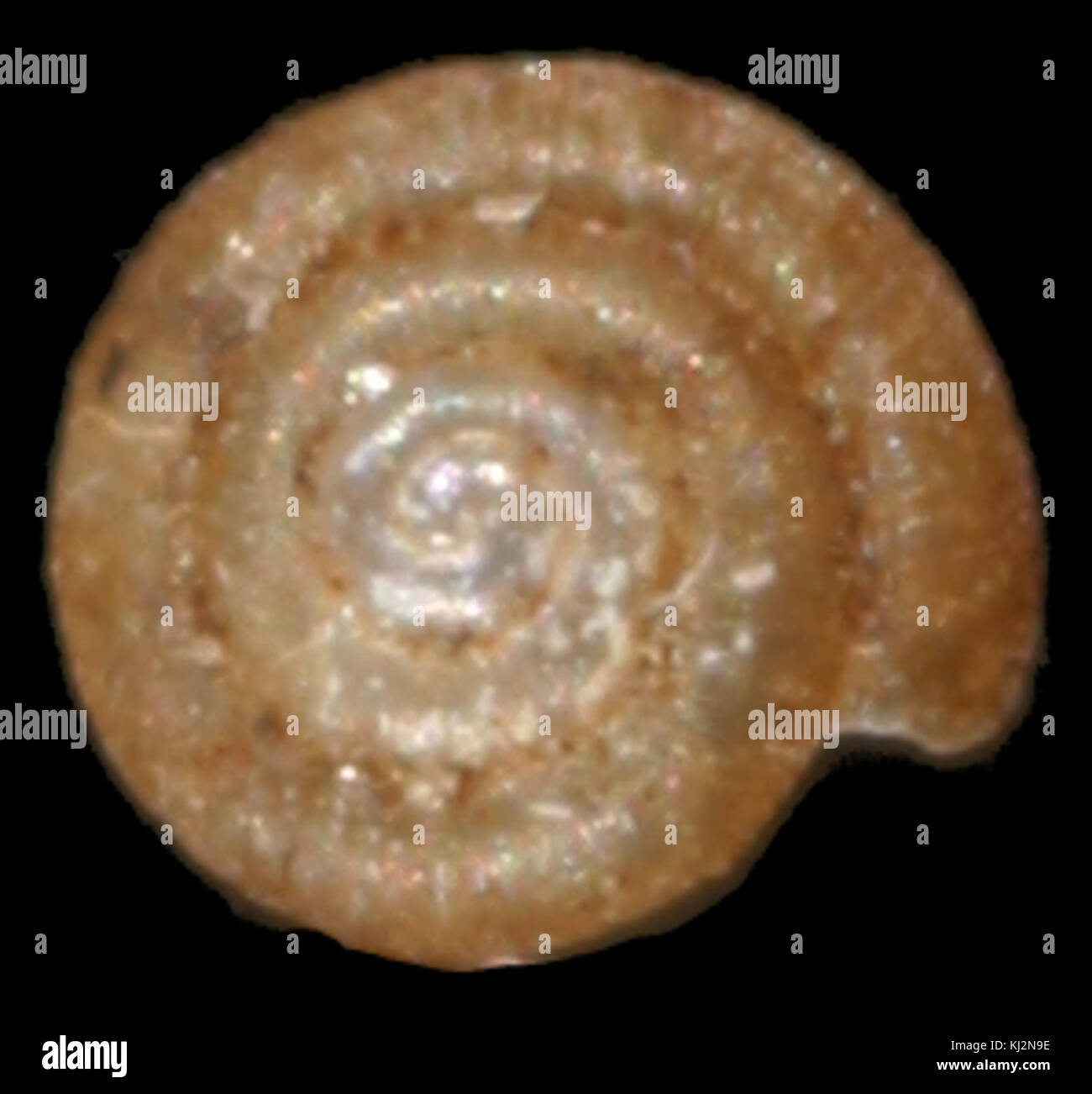 Punctum pygmaeum shell Stock Photo - Alamy