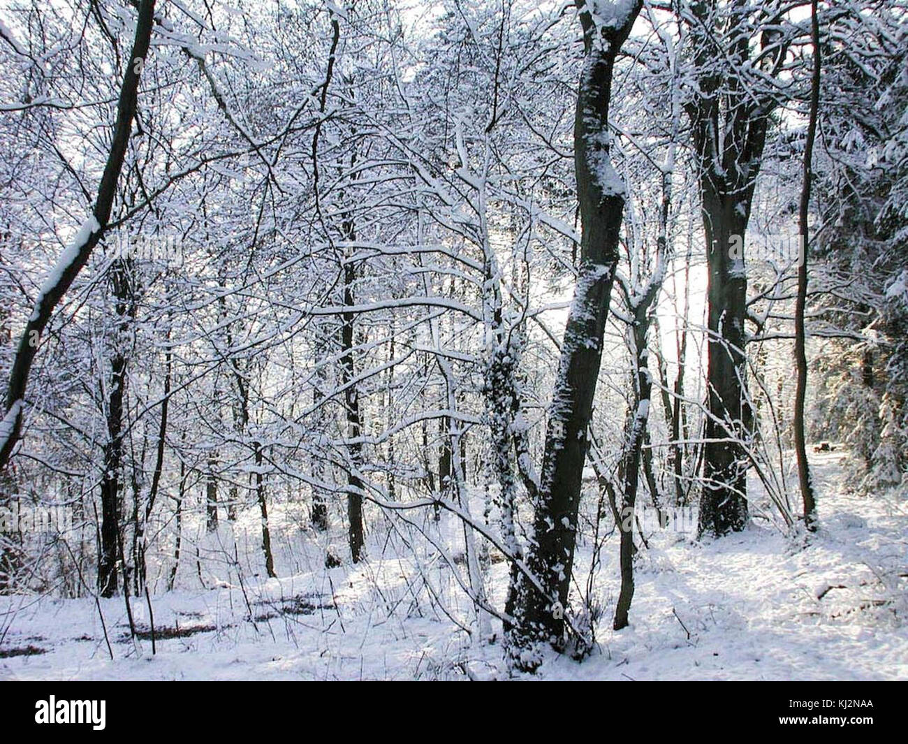 Snow in forest Stock Photo - Alamy