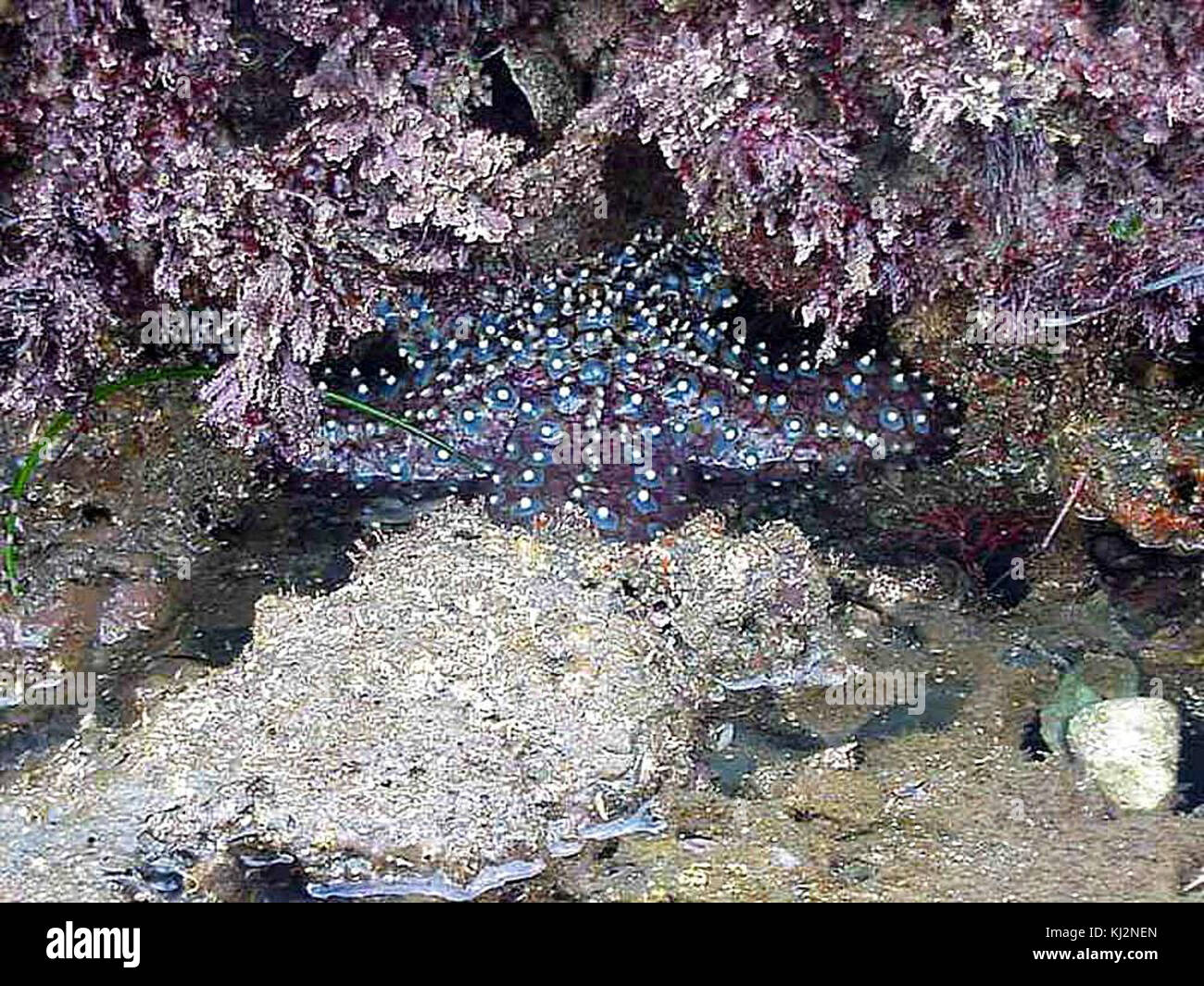 2 starfish hi-res stock photography and images - Alamy