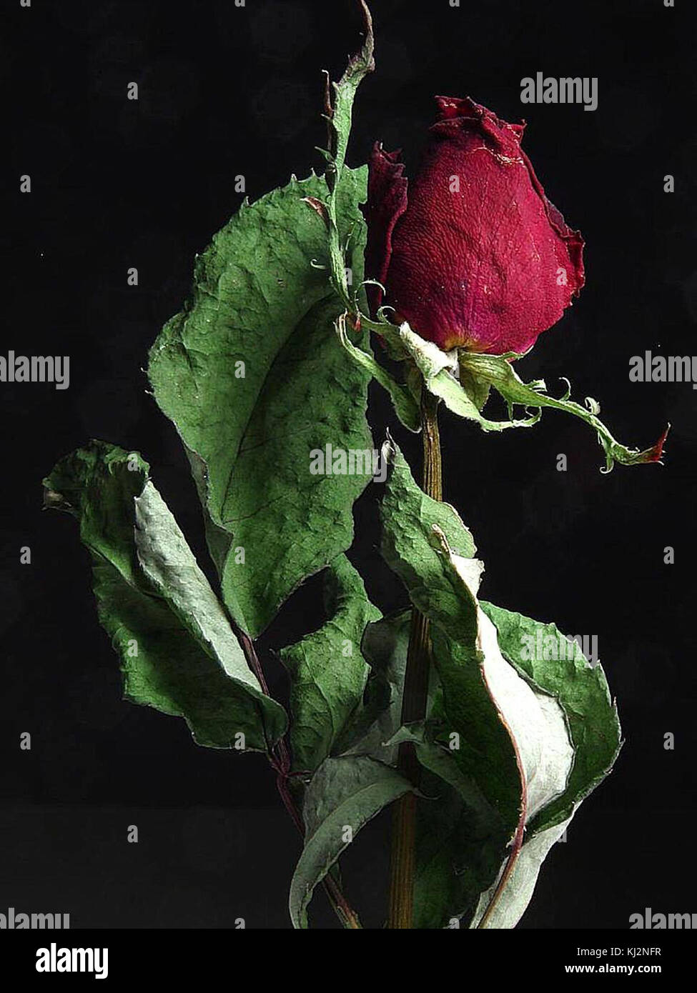 Roses dried macro photo still life Stock Photo - Alamy