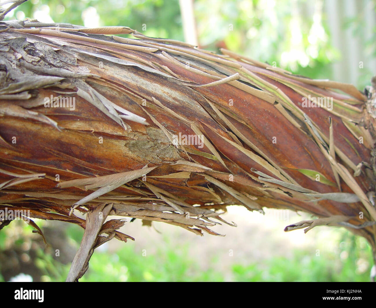 Stringybark hi-res stock photography and images - Alamy