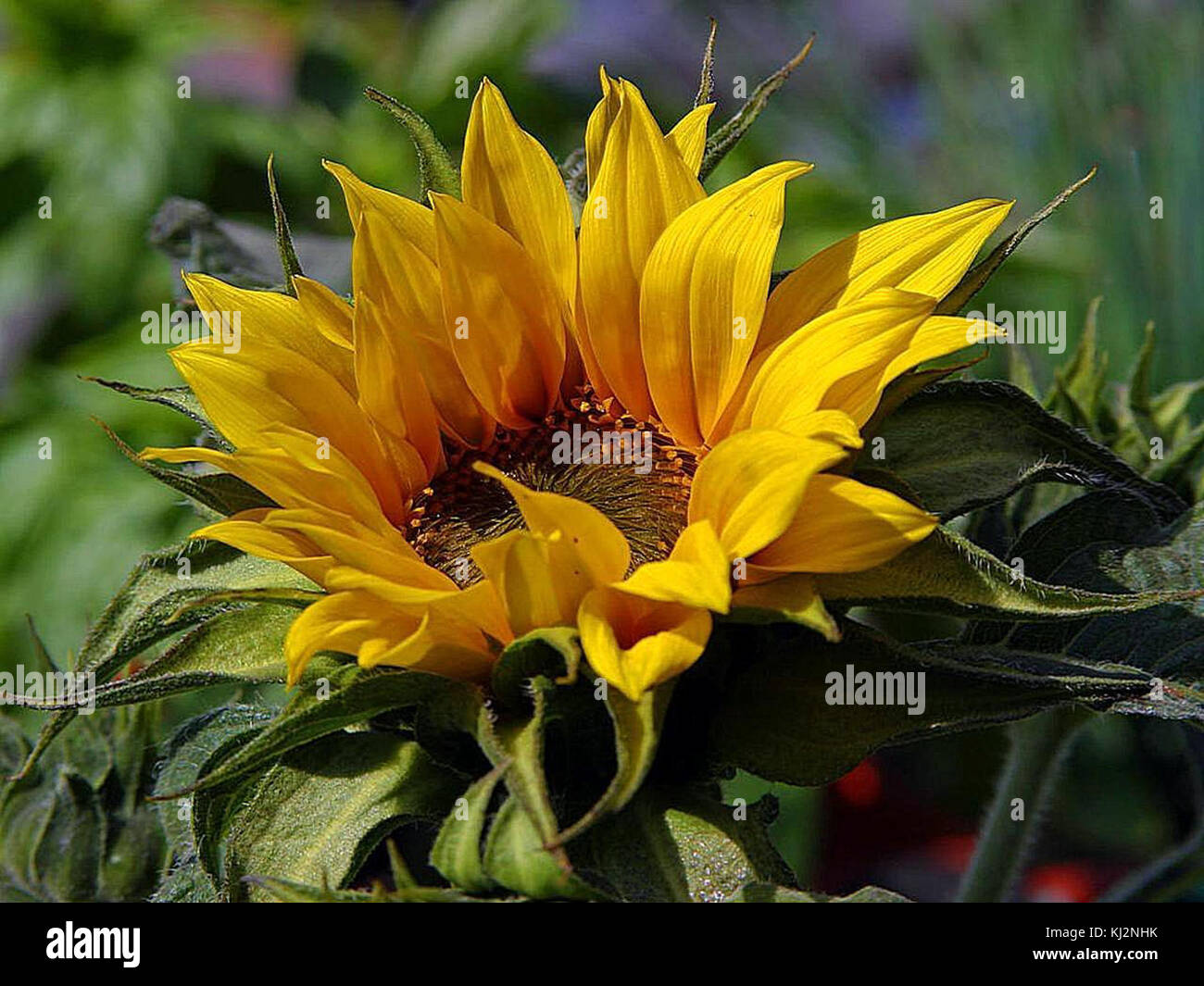 Sun flowers (1 Stock Photo - Alamy