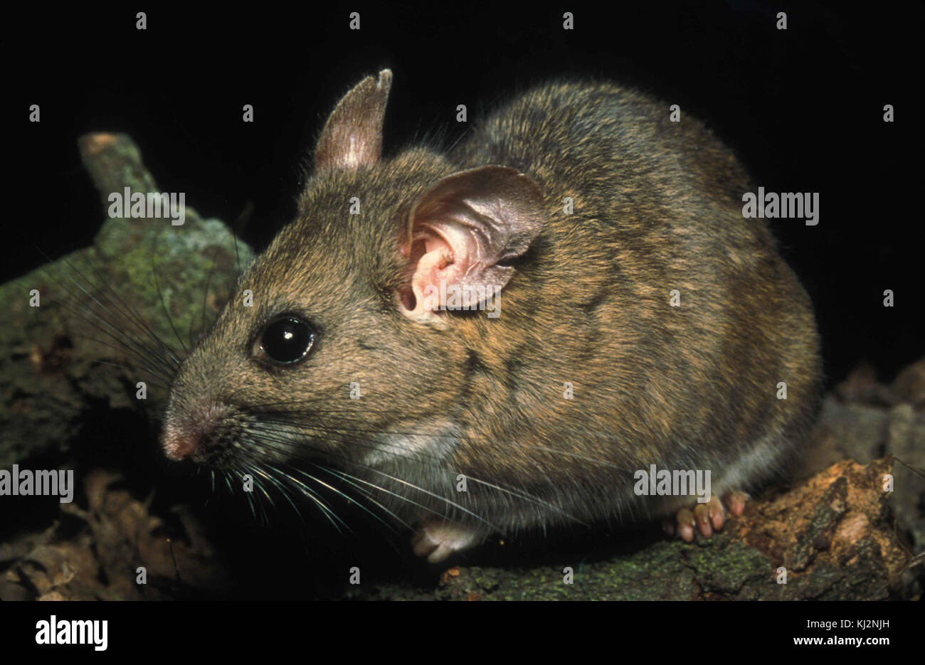 Riparian woodrat neotoma fuscipes riparia endangered mammal species ...