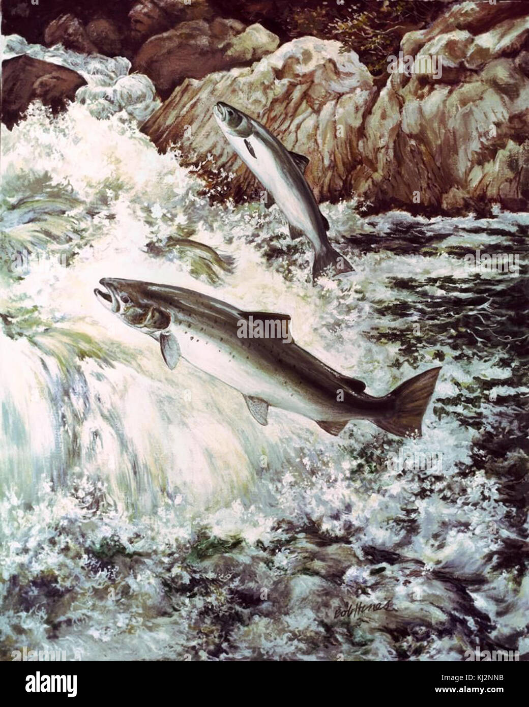 Salmon fish swimming upstream Stock Photo - Alamy