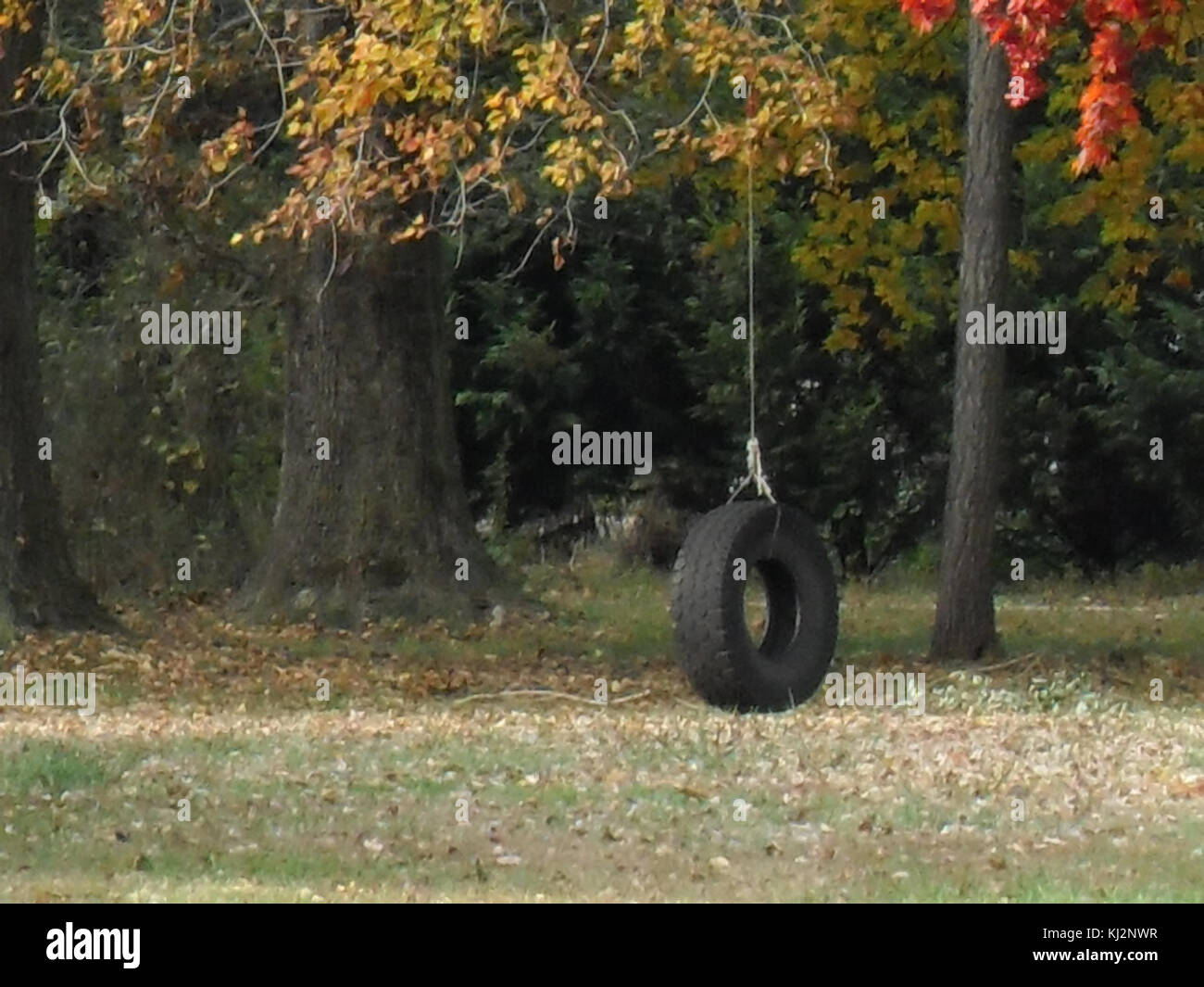 Backyard tree branch swing backyard swing hi-res stock photography and ...