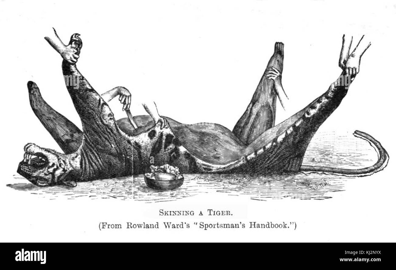 Tiger global management hi-res stock photography and images - Alamy