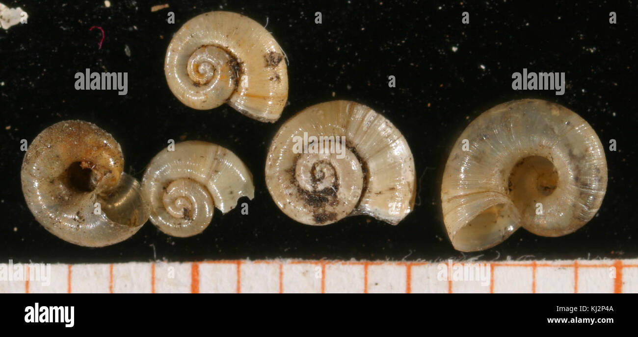 Valvata macrostoma hi-res stock photography and images - Alamy