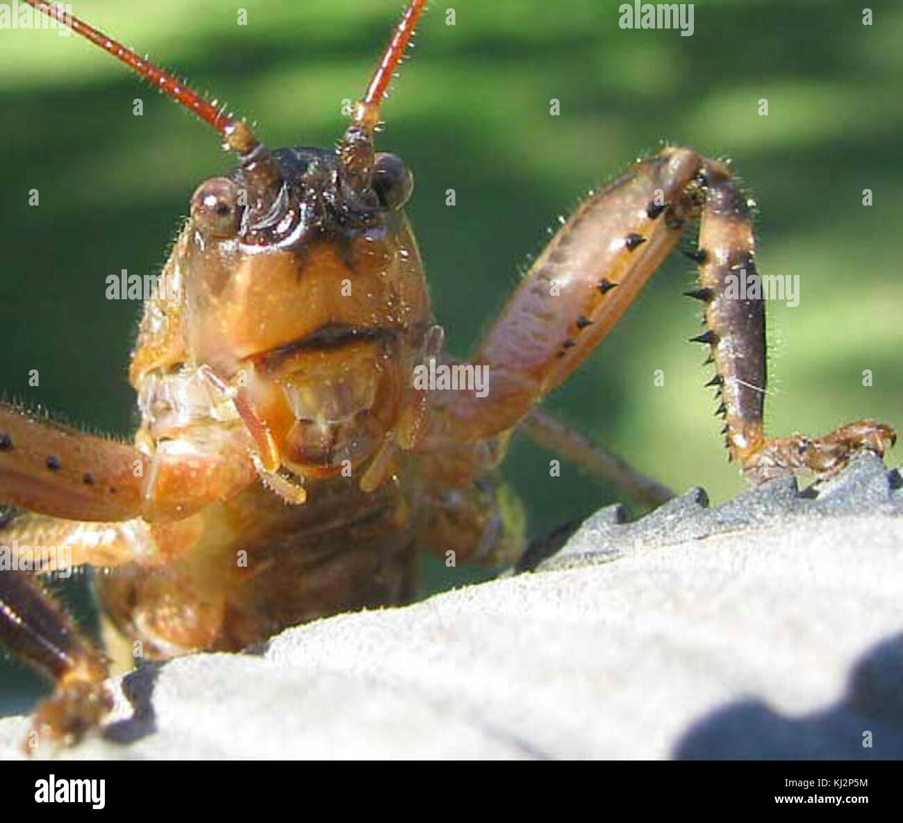 Includes grasshoppers hi-res stock photography and images - Alamy