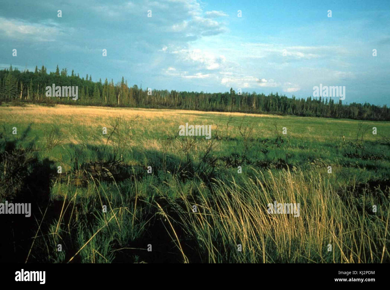 River meadow scenics Stock Photo - Alamy