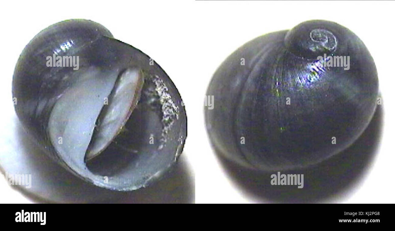 Theodoxus meridionalis shell Stock Photo - Alamy