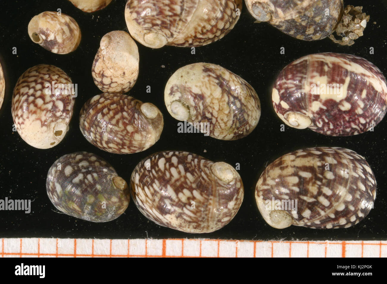 Theodoxus hi-res stock photography and images - Alamy