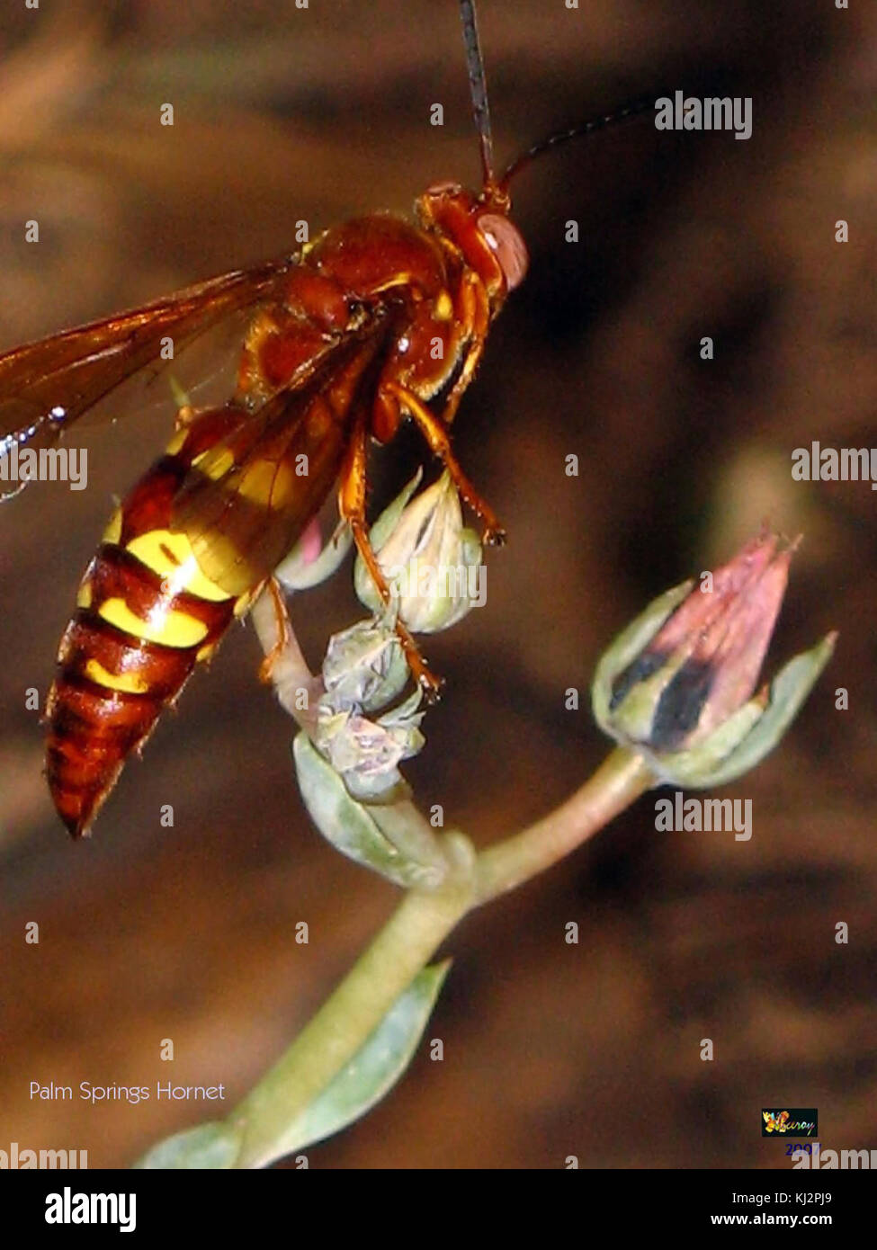 Yellow jackets insect Stock Photo - Alamy