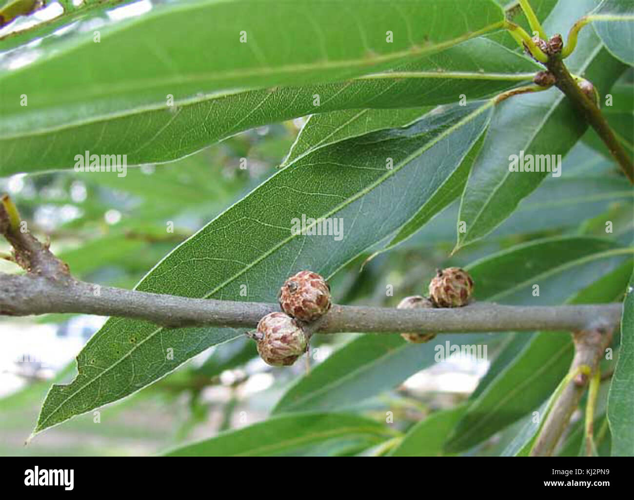 Acorns with oak leaves hi-res stock photography and images - Alamy
