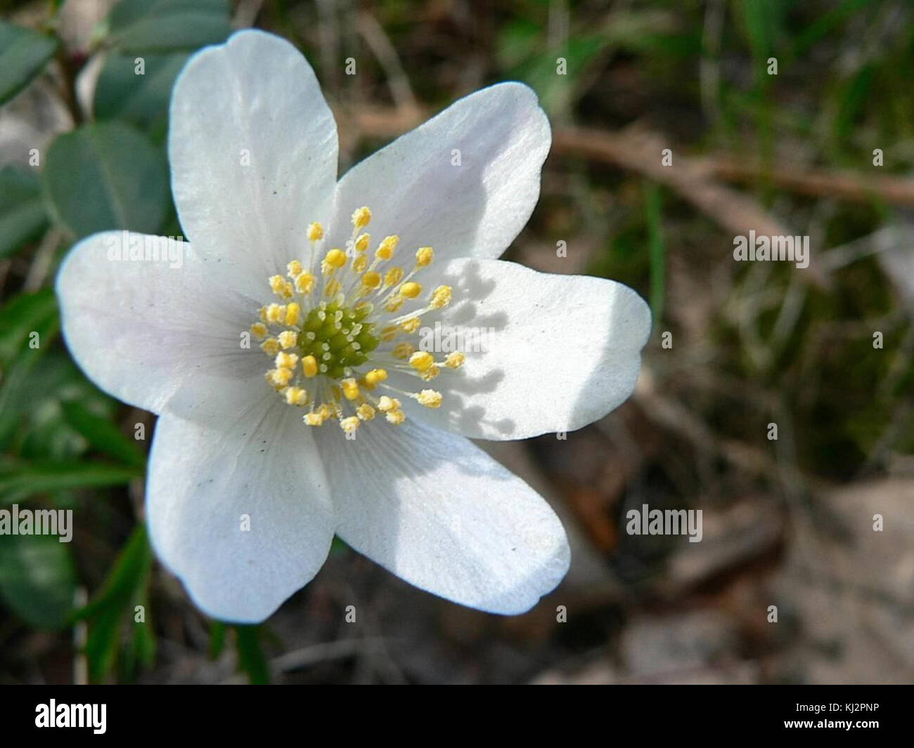 Wood anemone close up Stock Photo - Alamy