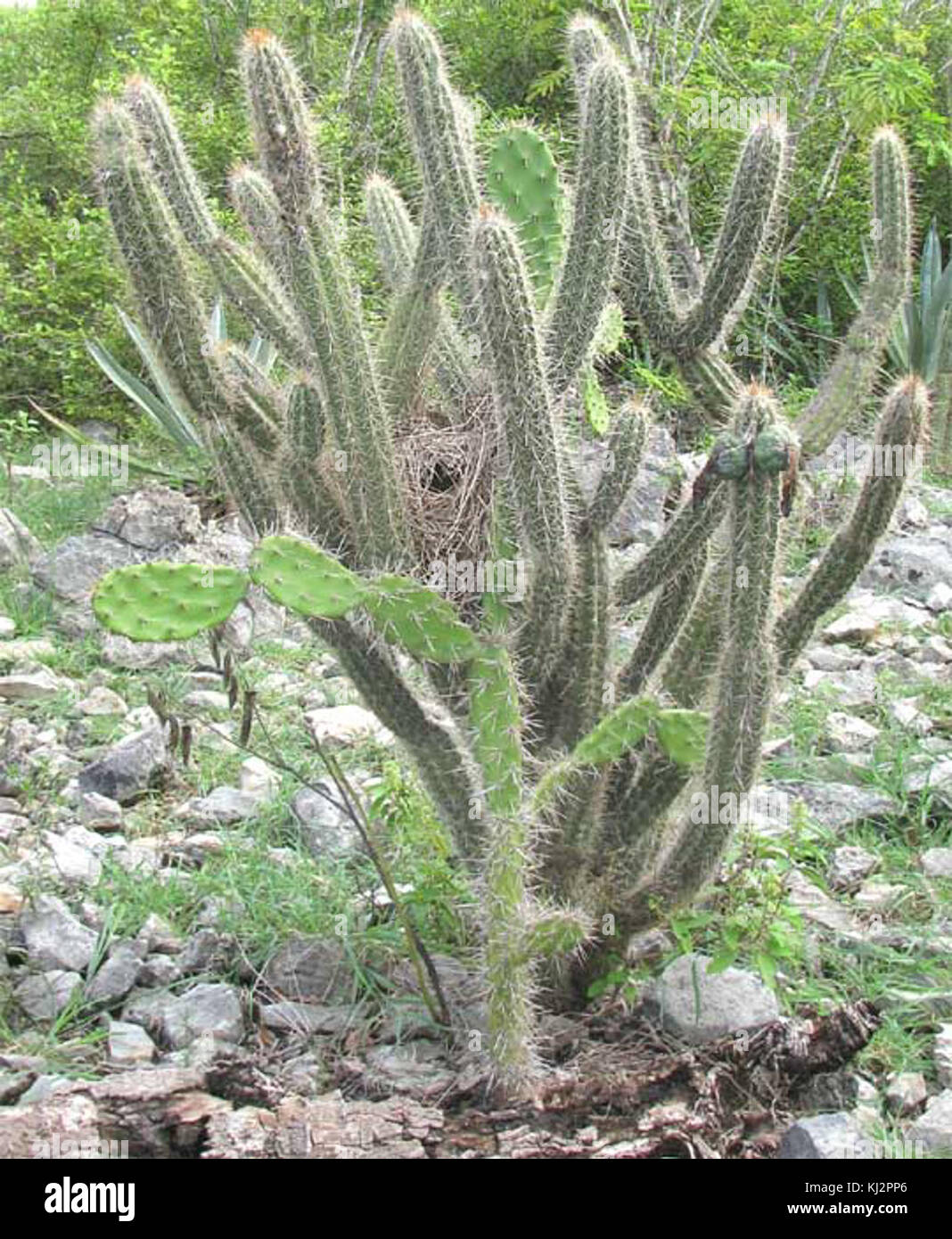 Two cactuses and a wrens nest Stock Photo - Alamy