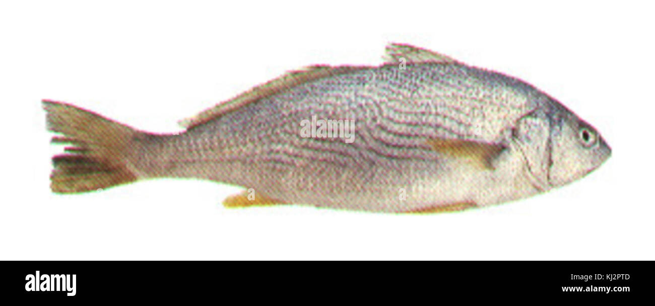 Roncador hi-res stock photography and images - Alamy