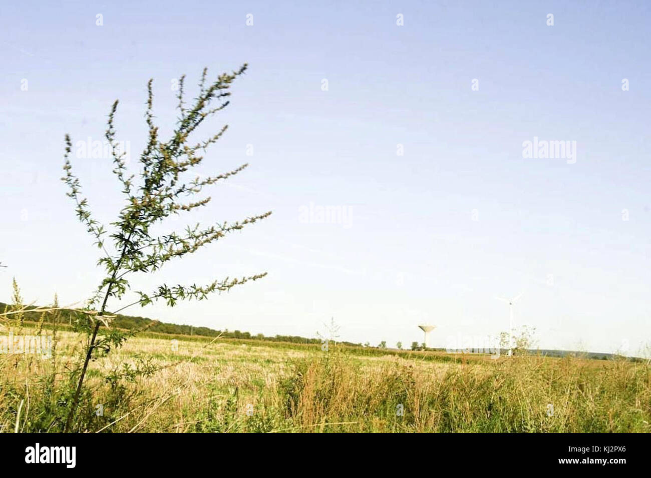 Weed plant in field Stock Photo - Alamy