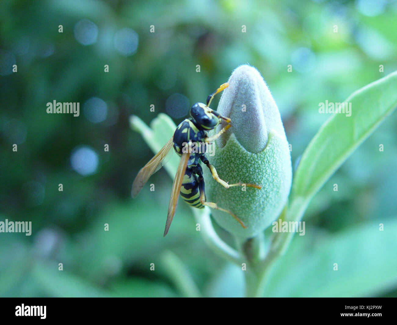Wasp insect on bud Stock Photo - Alamy