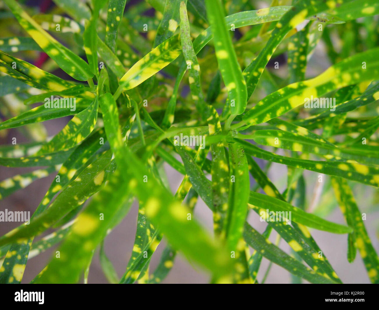 Yellow speckled leaves Stock Photo - Alamy