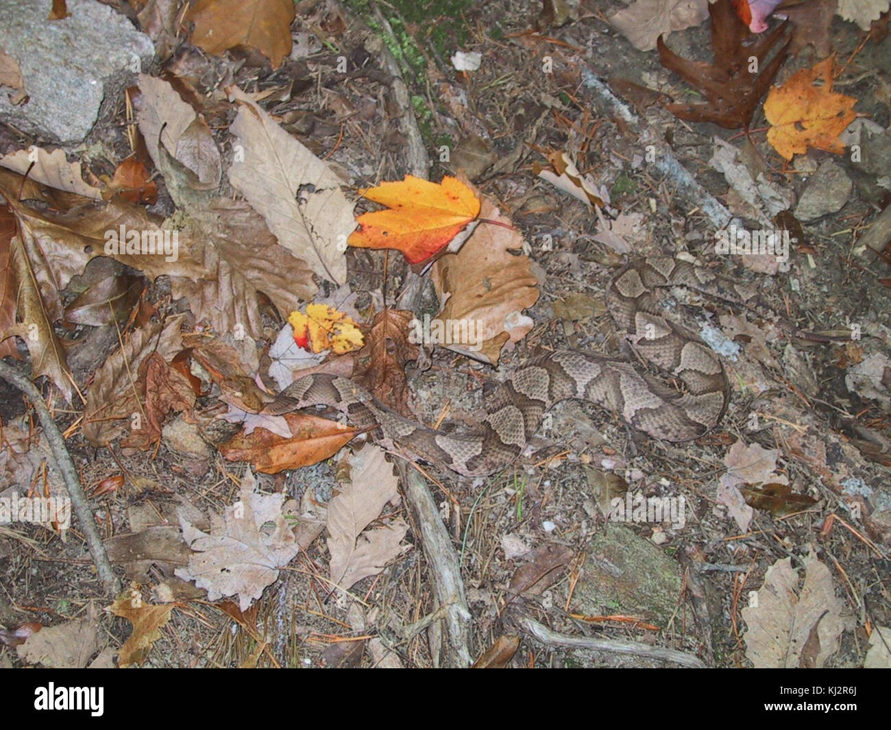 Copperhead snake camouflage hi-res stock photography and images - Alamy