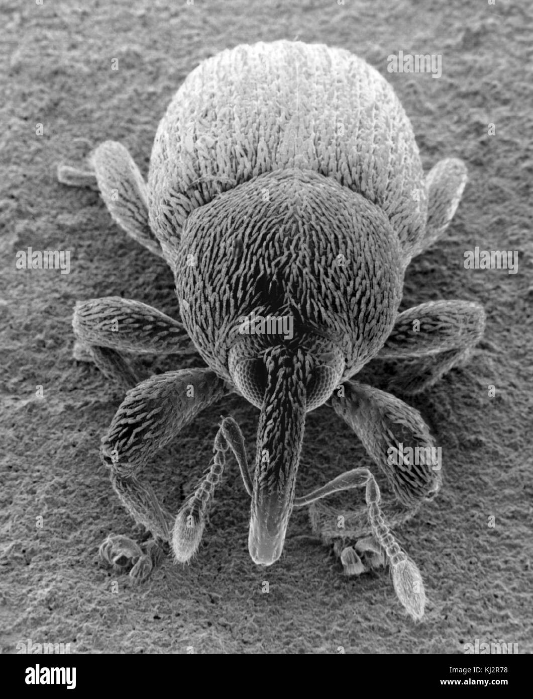 Curculionidae Black and White Stock Photos & Images - Alamy