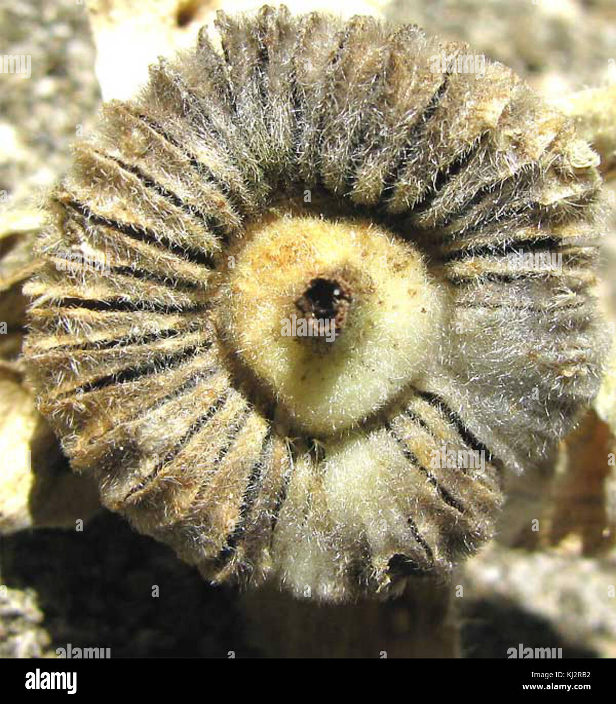 Alcea rosea illustration hi-res stock photography and images - Alamy