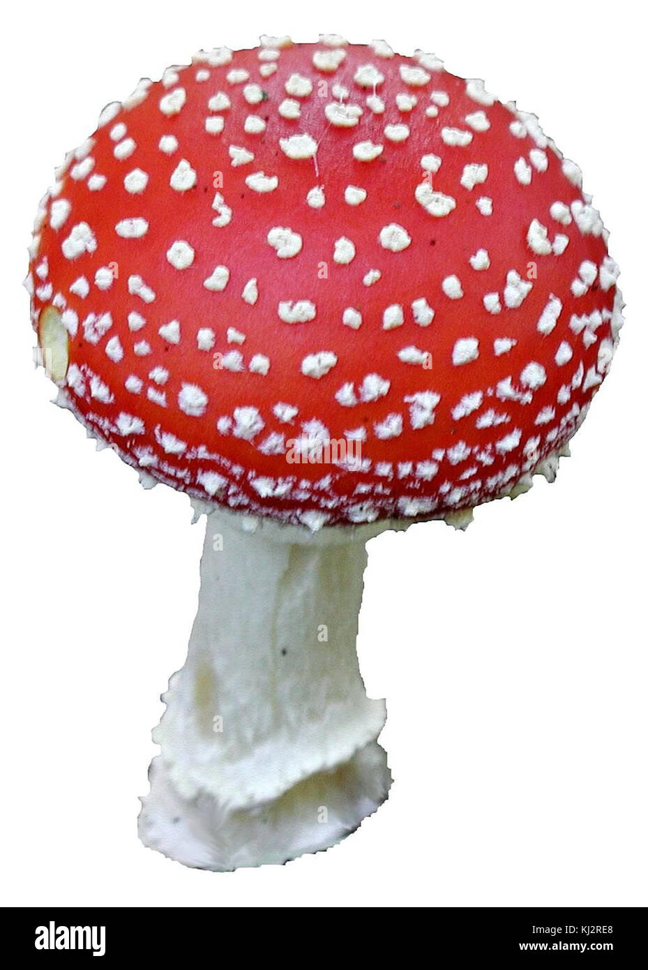 Fly agaric wild mushroom Cut Out Stock Images & Pictures - Alamy
