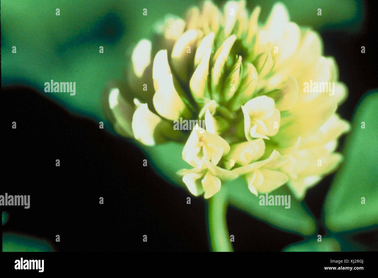 Running buffalo clover Stock Photo - Alamy