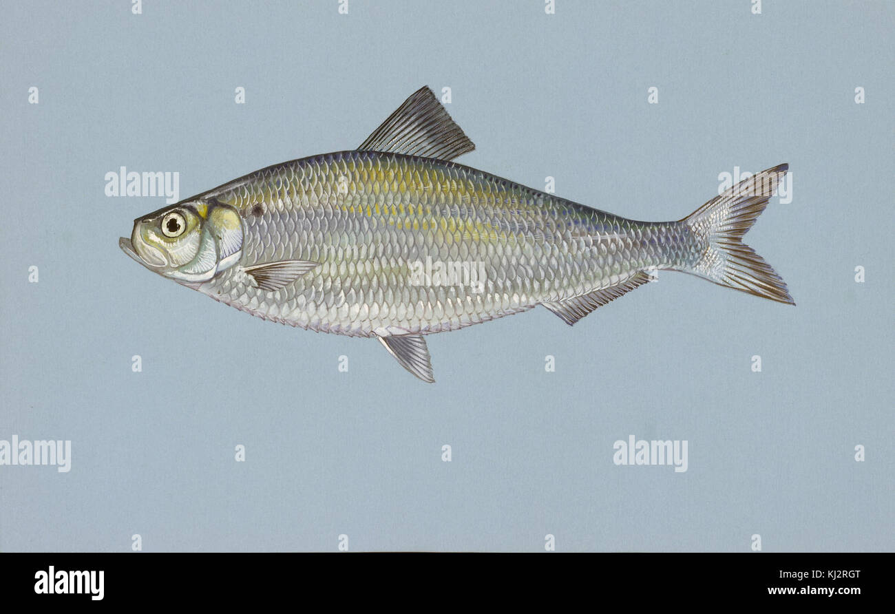 Alewife fish hi-res stock photography and images - Alamy