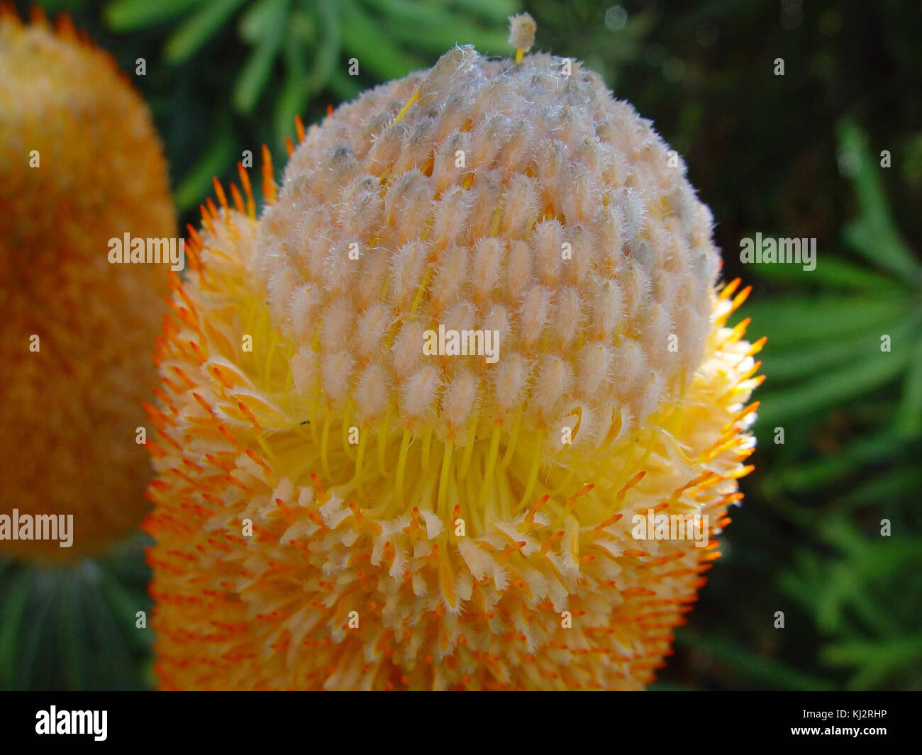 Banksia flower illustration hi-res stock photography and images - Alamy
