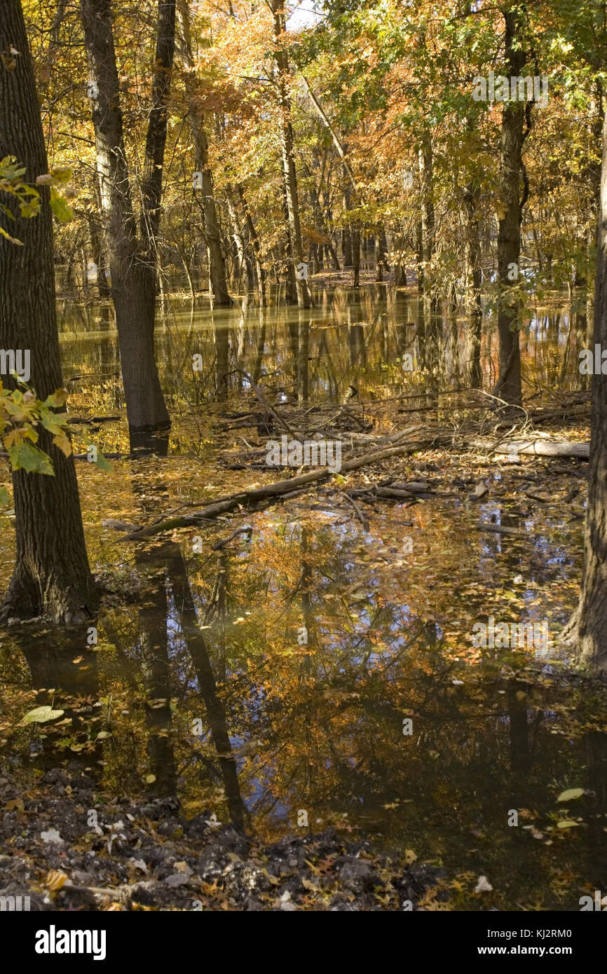 Autumn trees standing in water Stock Photo - Alamy