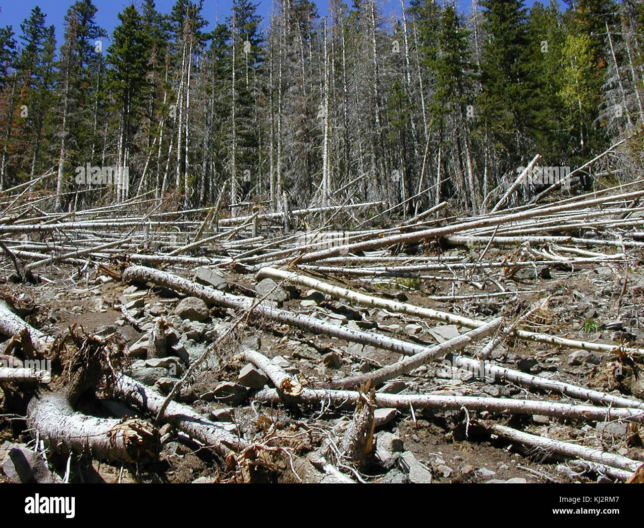 An avalanche disaster zone Stock Photo - Alamy
