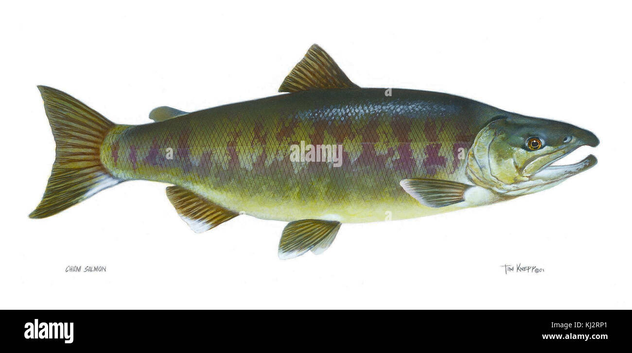 Chum Fish