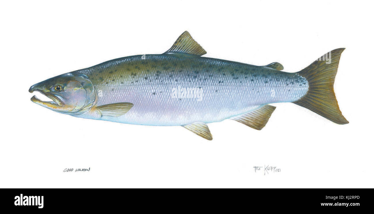 Salmon coho fish oncorhynchus kisutch Stock Photo - Alamy