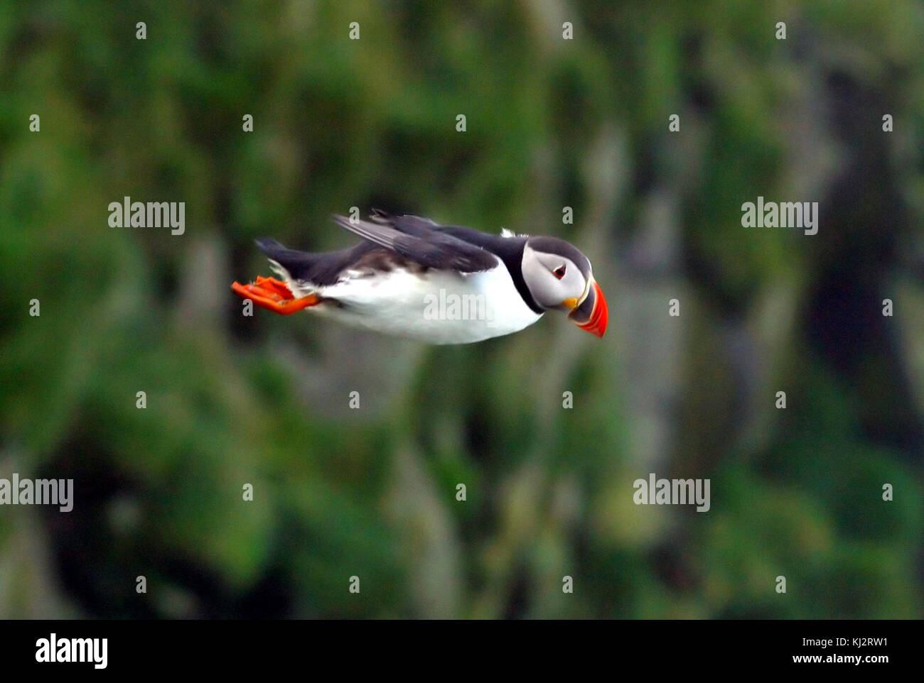 Atlantic puffin illustration hi-res stock photography and images - Alamy