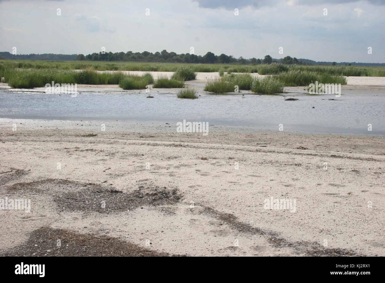 Salt marsh landscape Stock Photo - Alamy