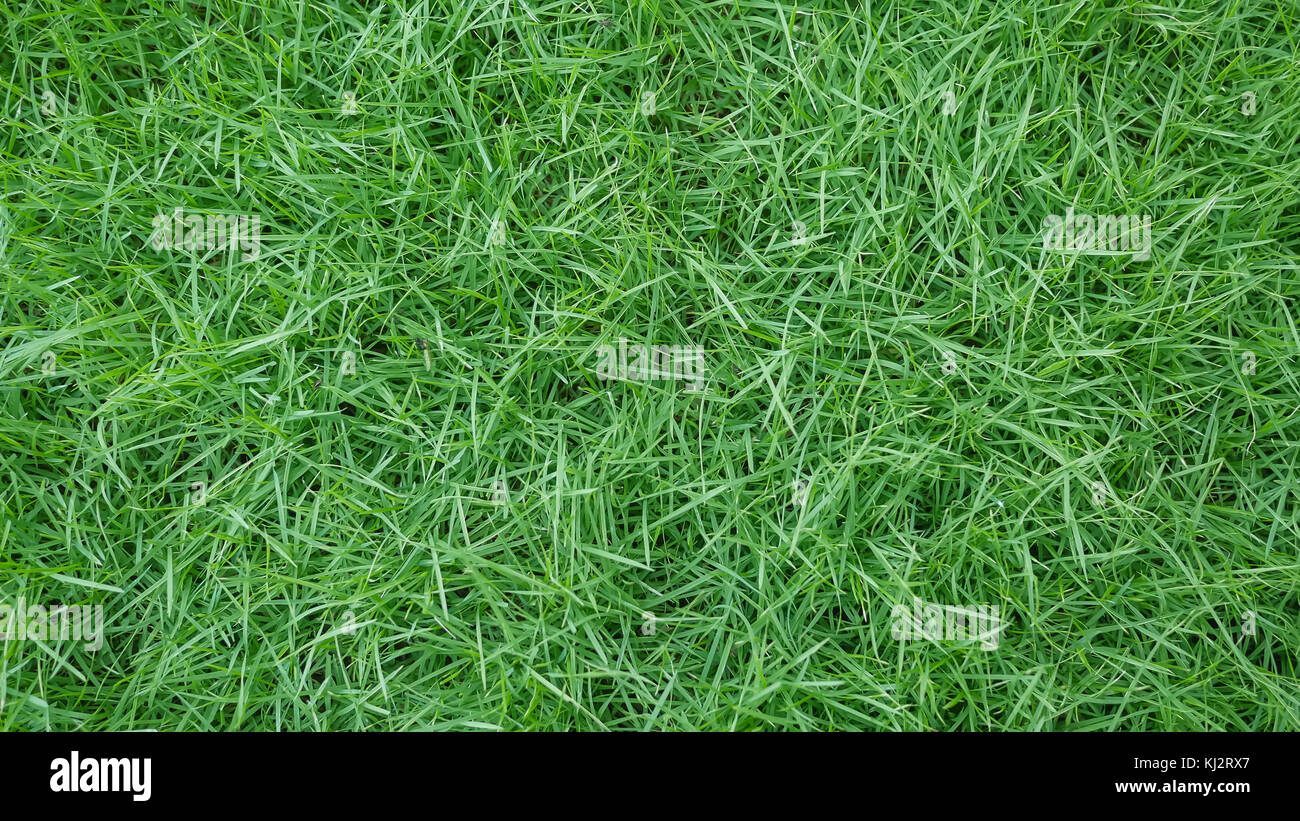 fresh spring green grass natural background texture Stock Photo - Alamy
