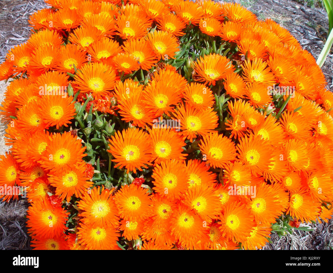 Clump hi-res stock photography and images - Alamy