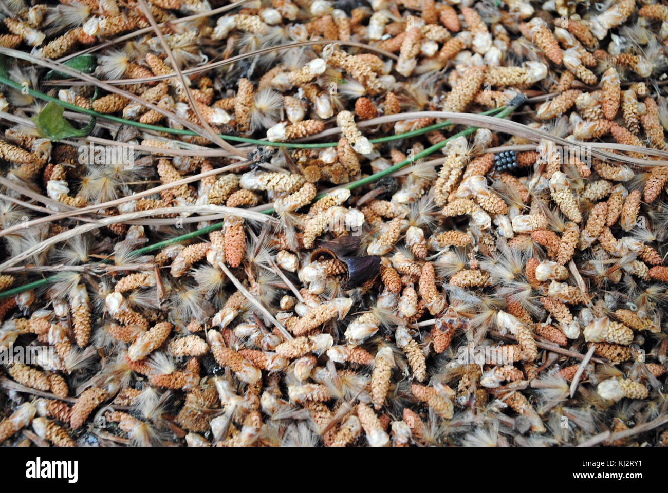 Conifer seed structures hi-res stock photography and images - Alamy
