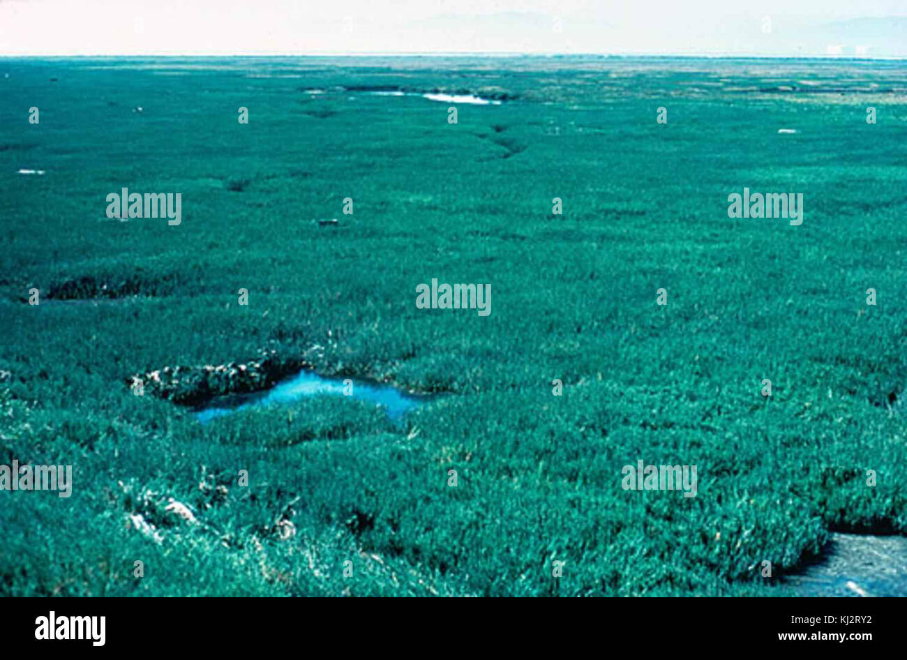 Salt marsh swamp Stock Photo - Alamy