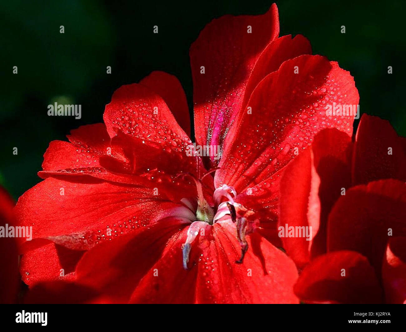 Lush plants in balboa hi-res stock photography and images - Alamy