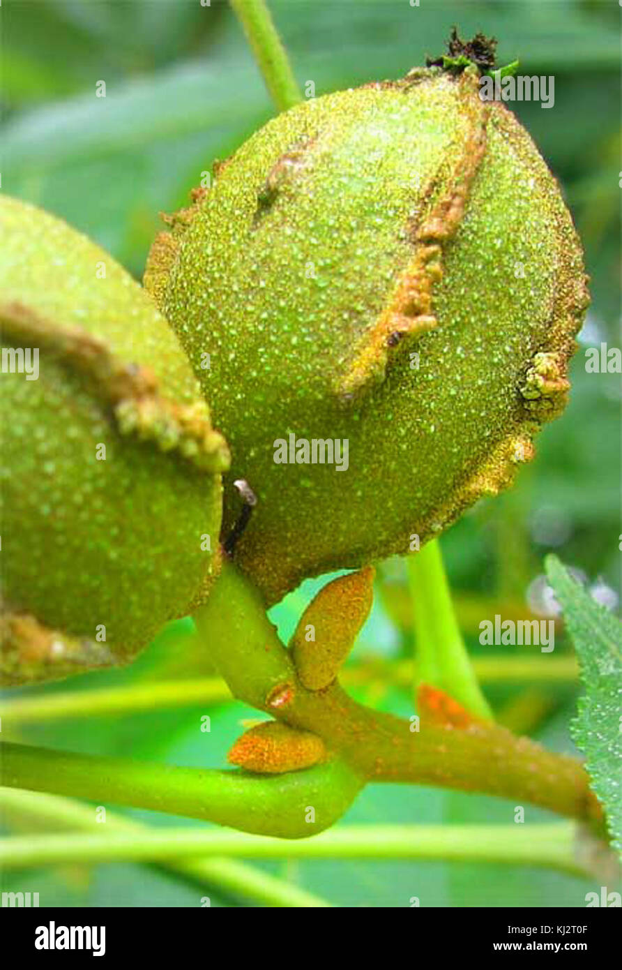 Bitternut hi-res stock photography and images - Alamy