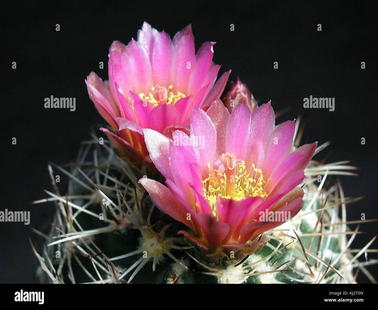 The Bloom Cactus refers to a variety of cactus that is in bloom ...