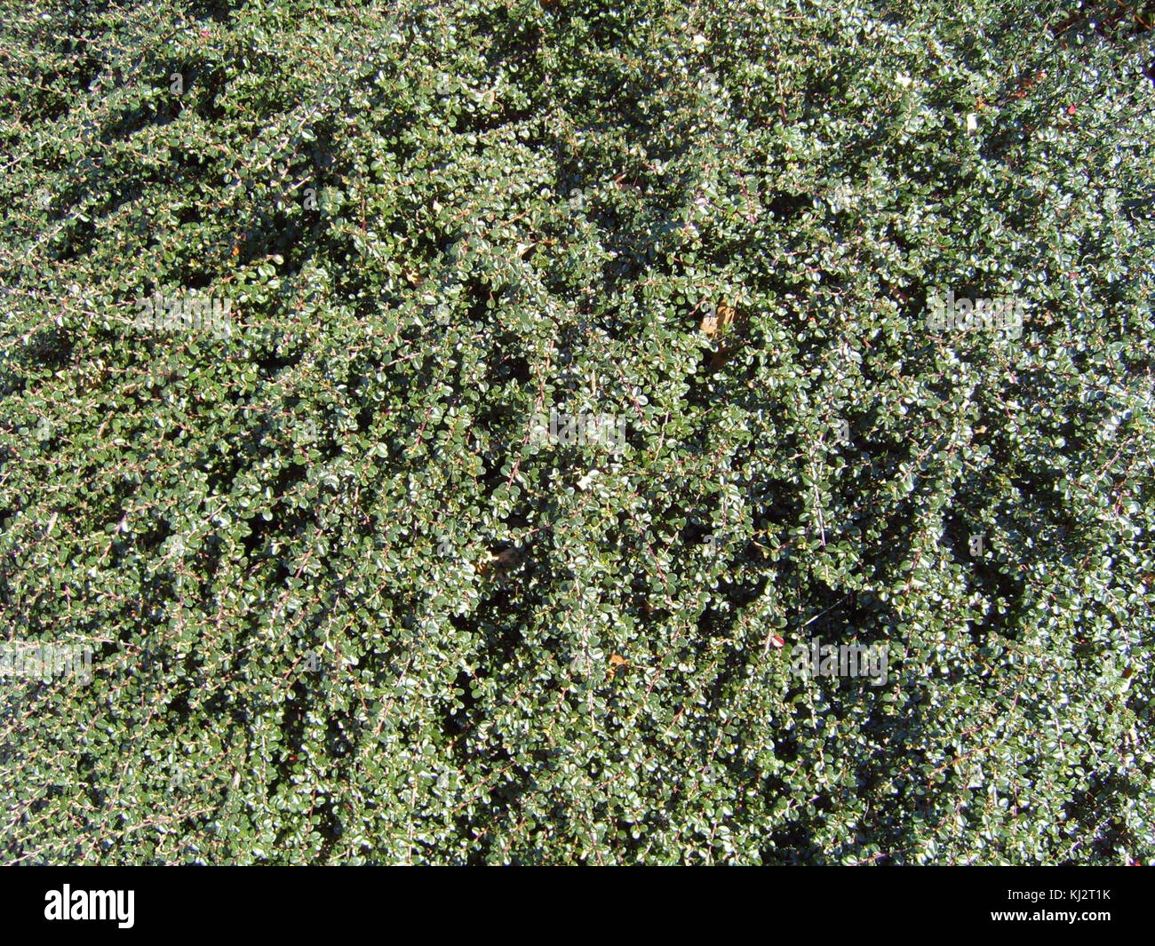 Conifer tree closeup Stock Photo - Alamy