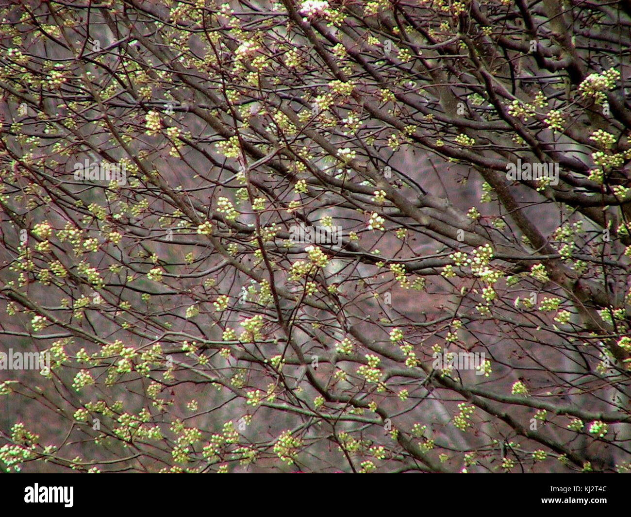 Bradford pear tree Stock Photo - Alamy