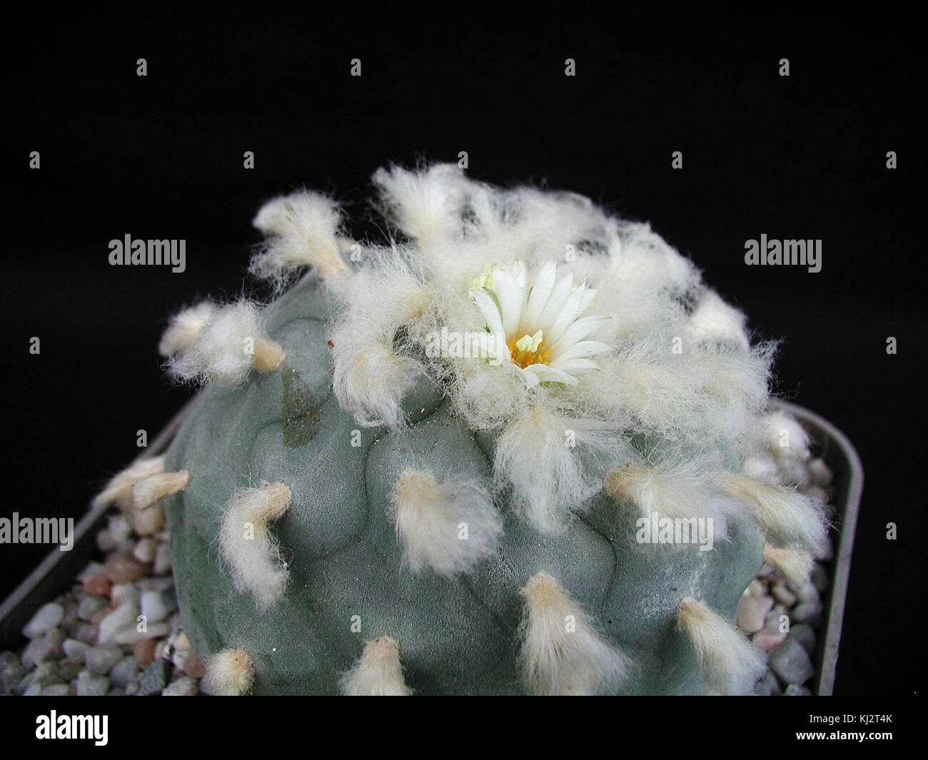 Before blooming flower Stock Photo - Alamy