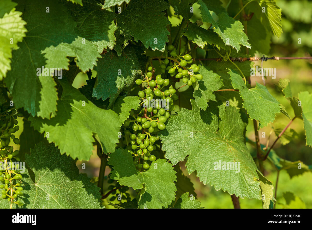Vineyards of wine area of Georgia Kakheti, Kvareli wineyards close to ...