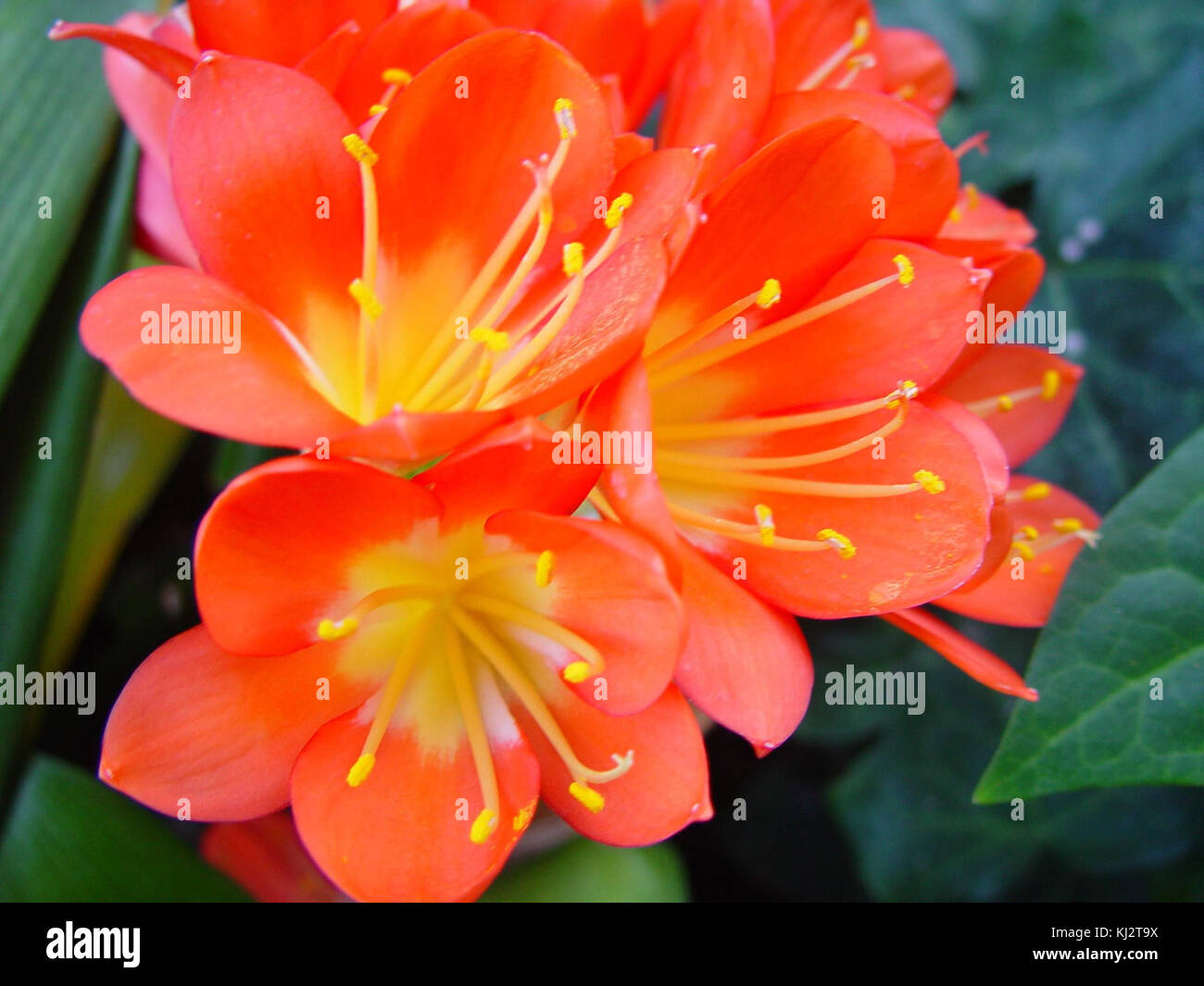 Bright red blooms forrest square perth Stock Photo - Alamy