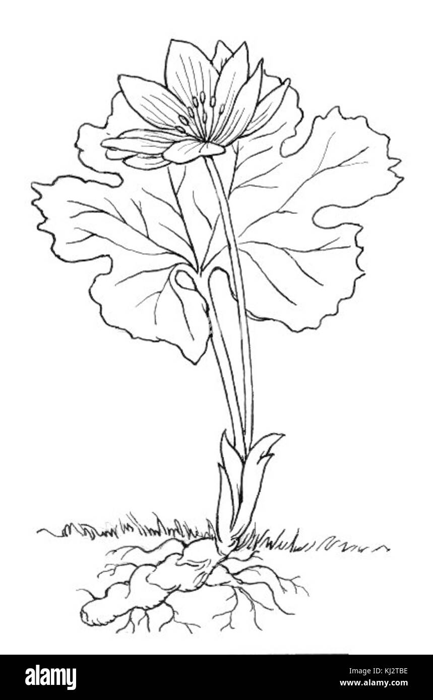 Illustration of the bloodroot hi-res stock photography and images - Alamy