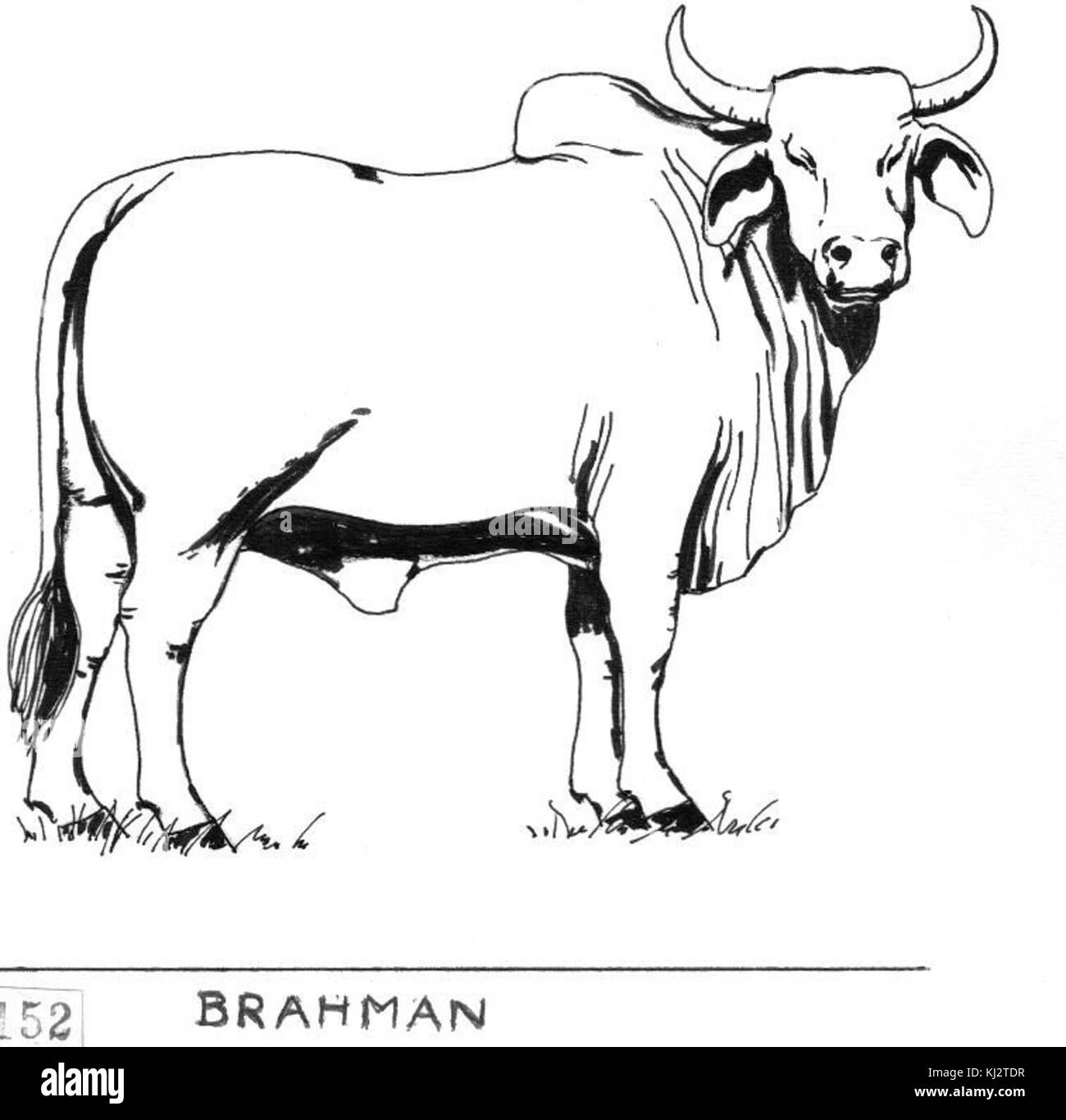 Brahman Black and White Stock Photos & Images - Alamy